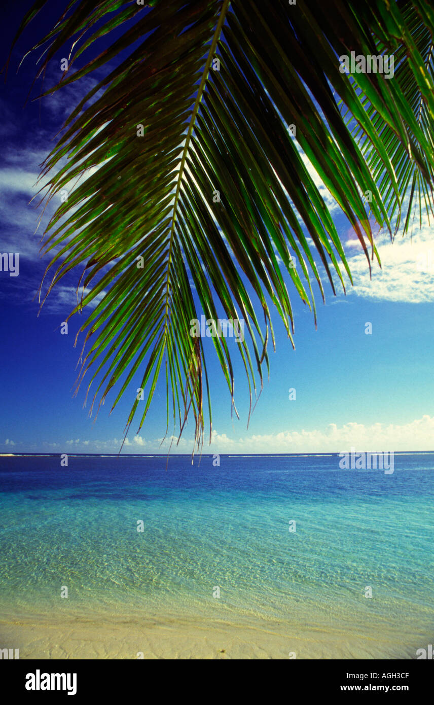 Palm tree shades a tropical deserted beach in Savaii Samoa Stock Photo ...