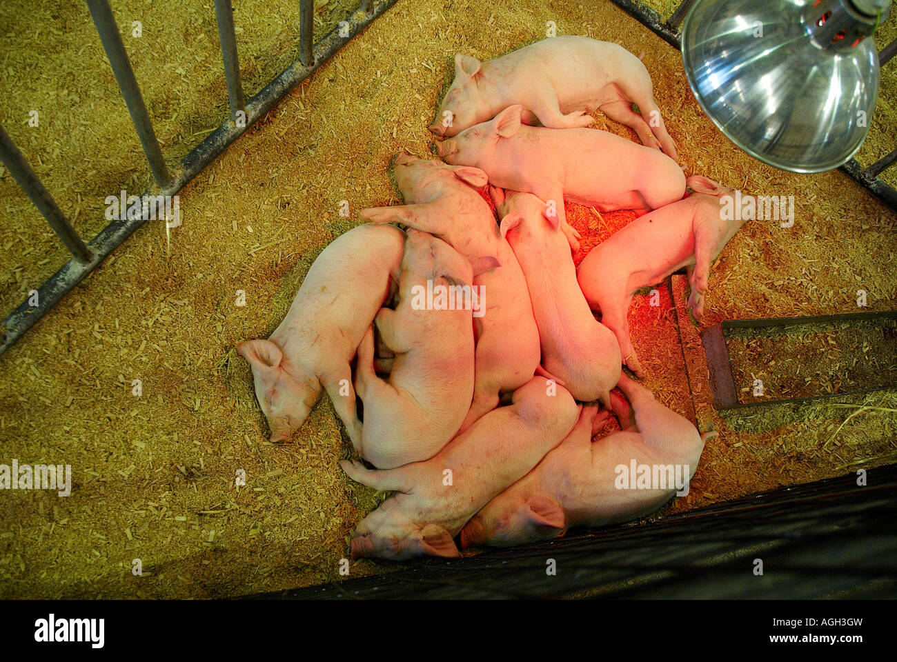 Pigs in pen under artifical lights Stock Photo - Alamy