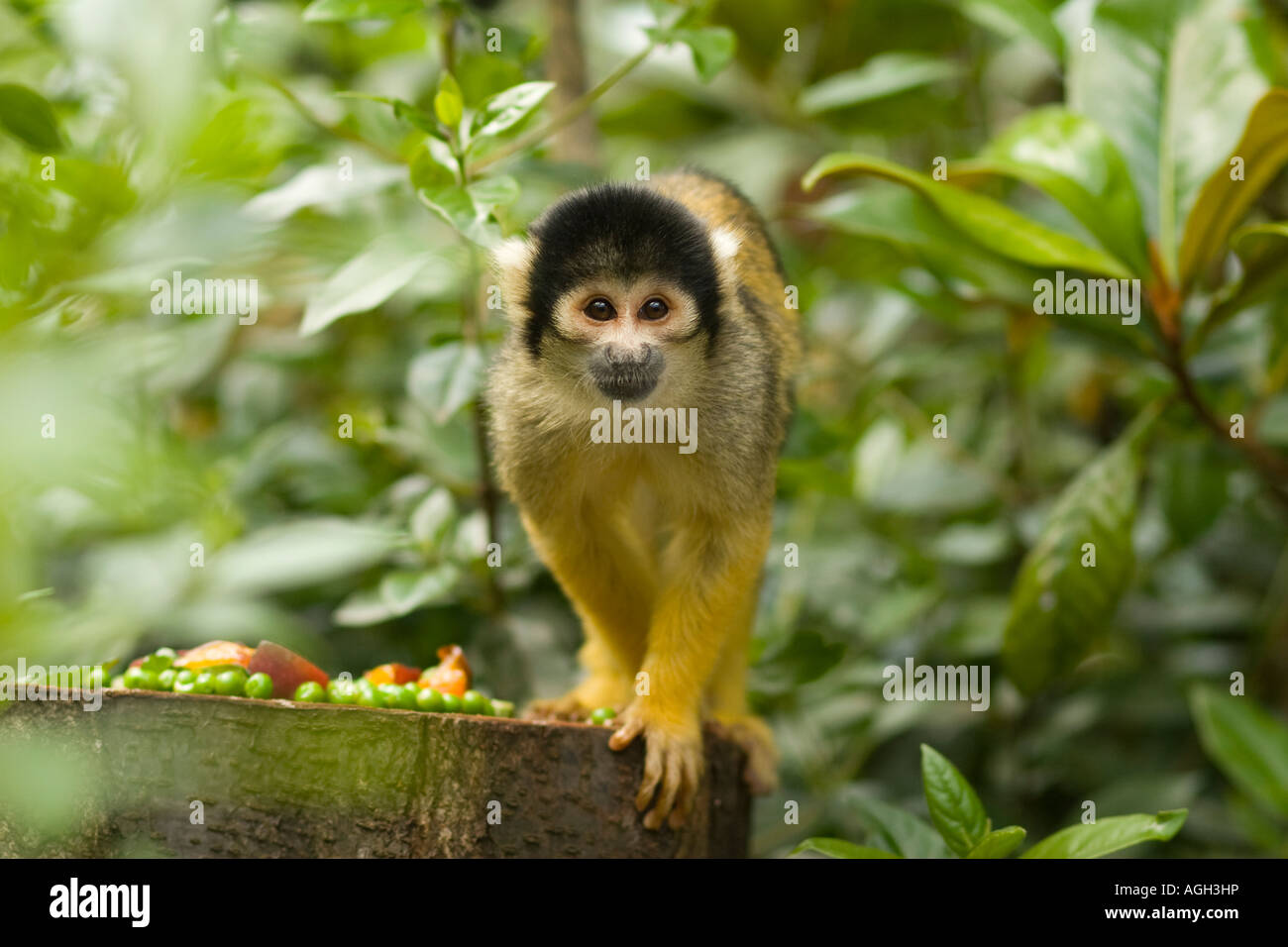 Staring monkey hi-res stock photography and images - Alamy
