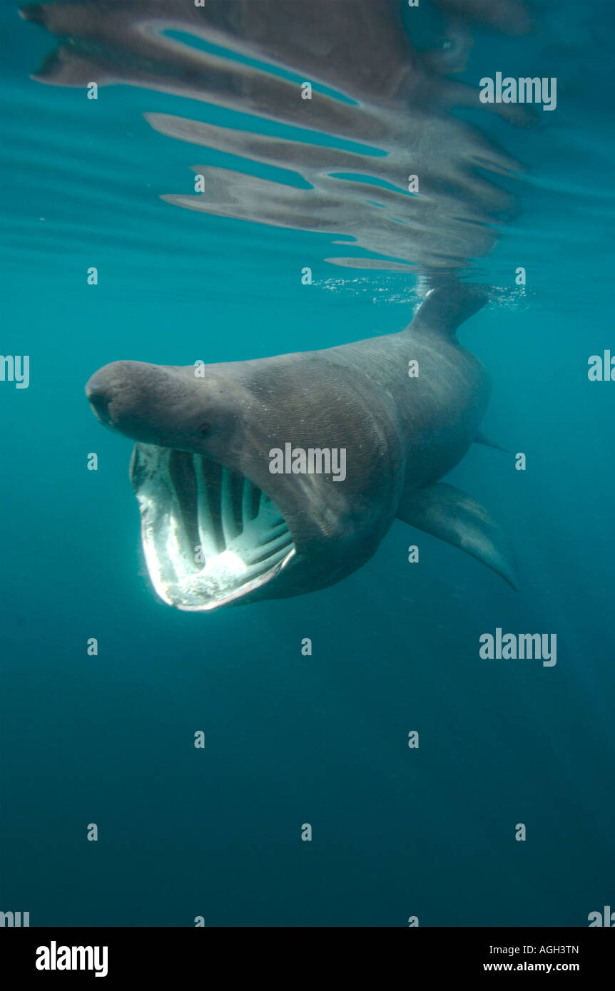 basking shark feeding in the UK Stock Photo - Alamy