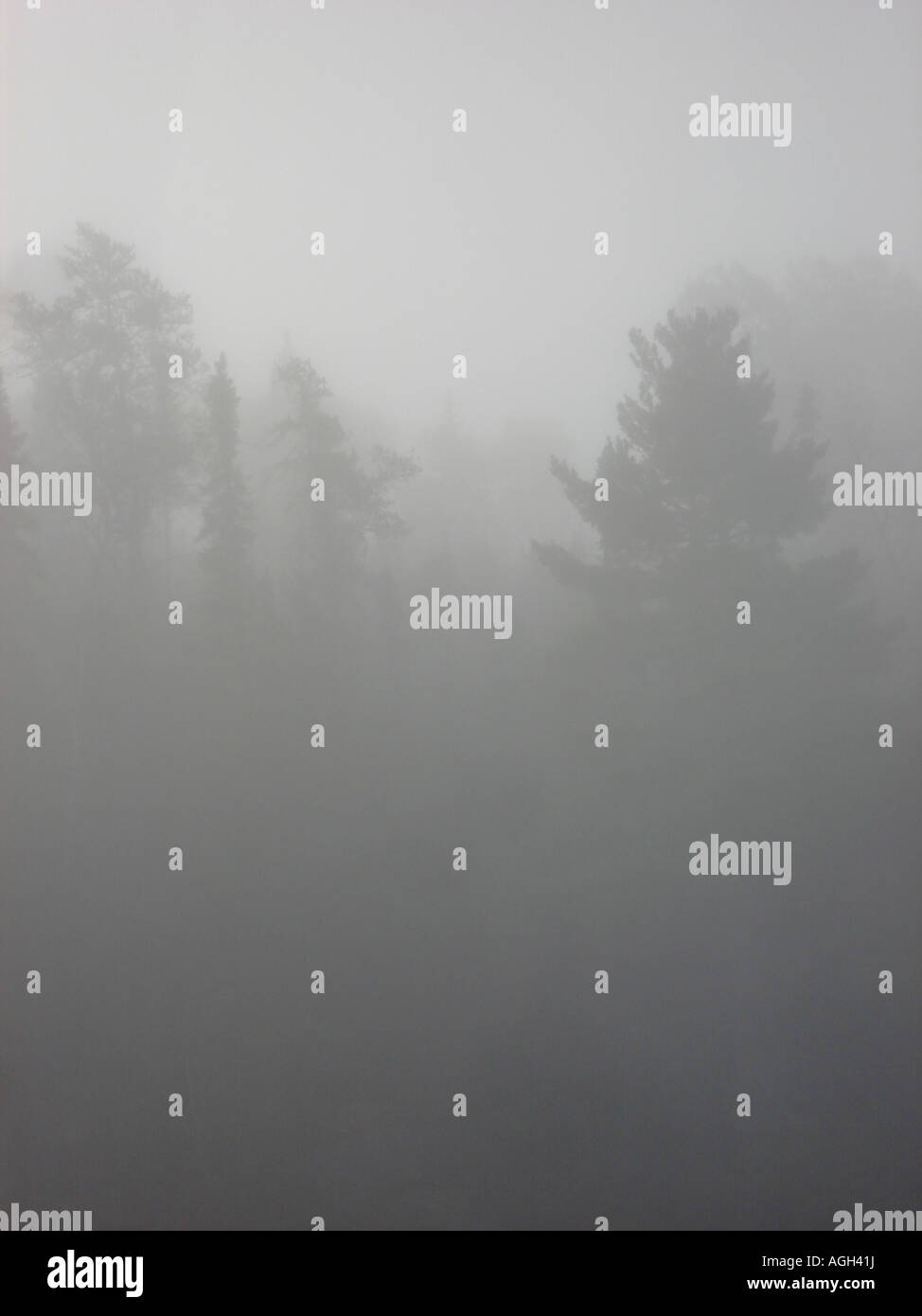 Pine trees on a foggy, august Canadian morning Stock Photo - Alamy