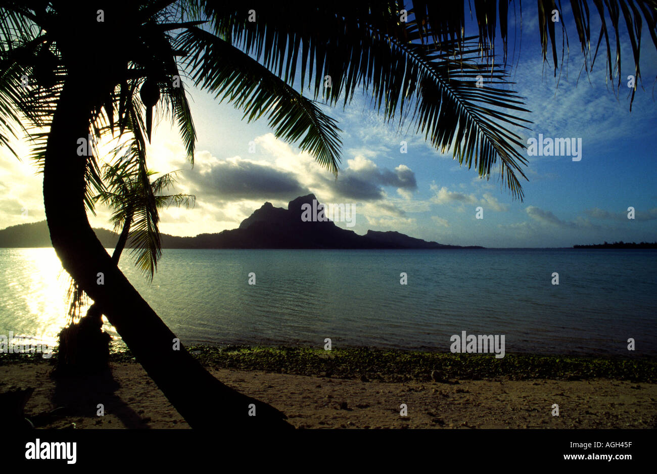 Palm tree over Bora Bora Stock Photo - Alamy