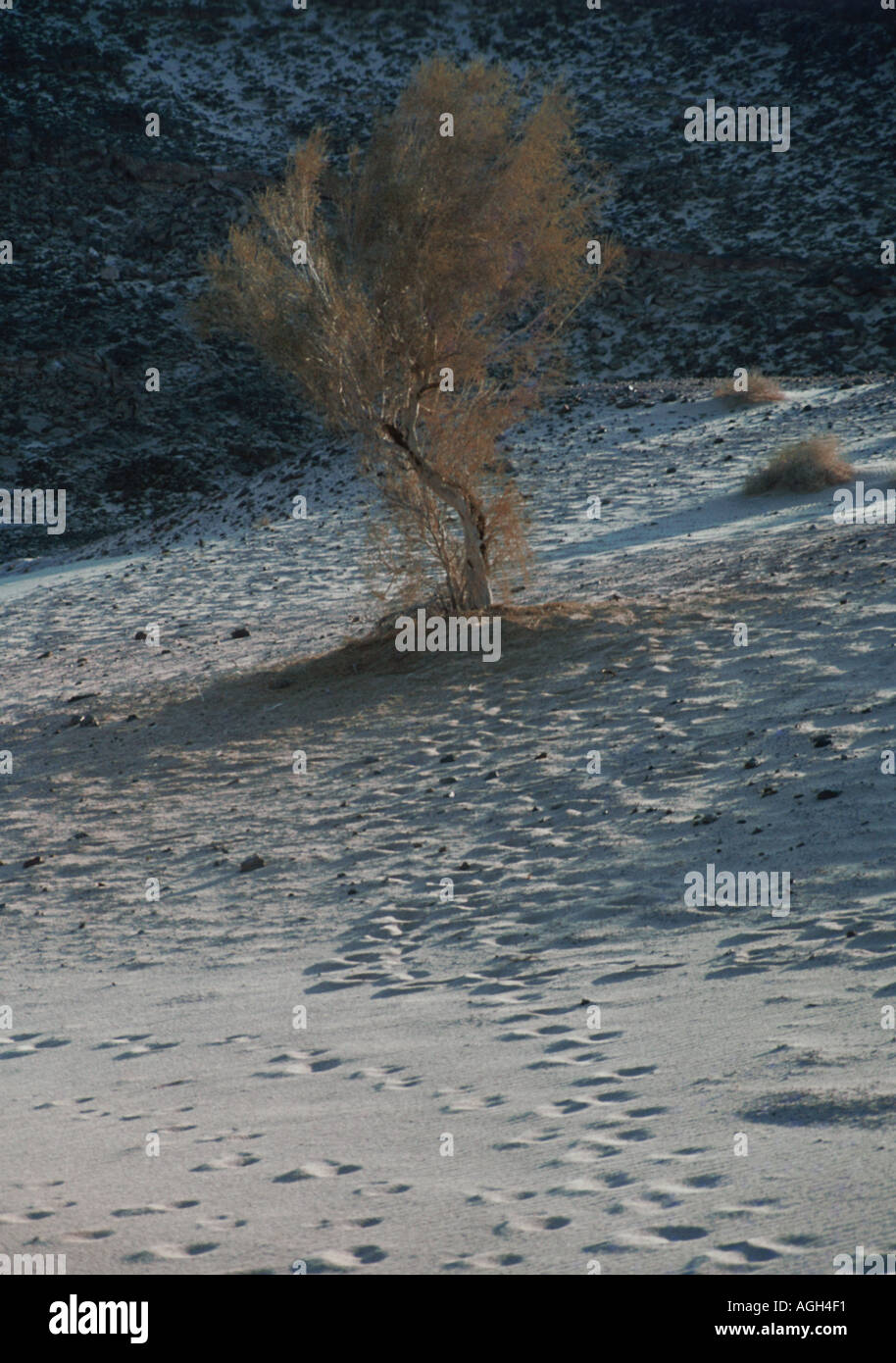 dried out tree in teh desert Stock Photo - Alamy