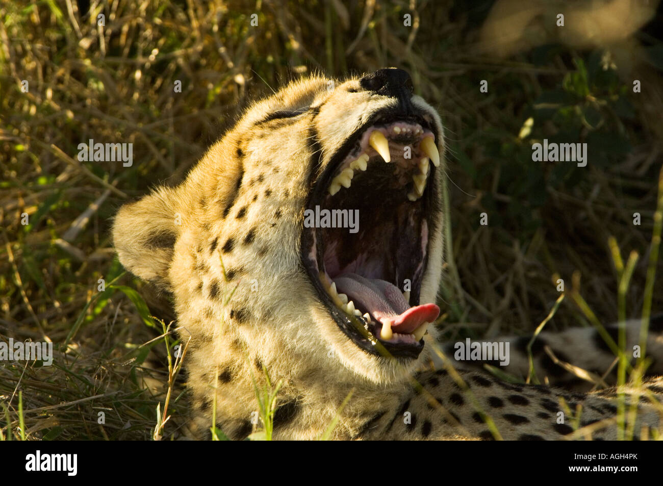 Cheetah yawning in Botswana Stock Photo - Alamy