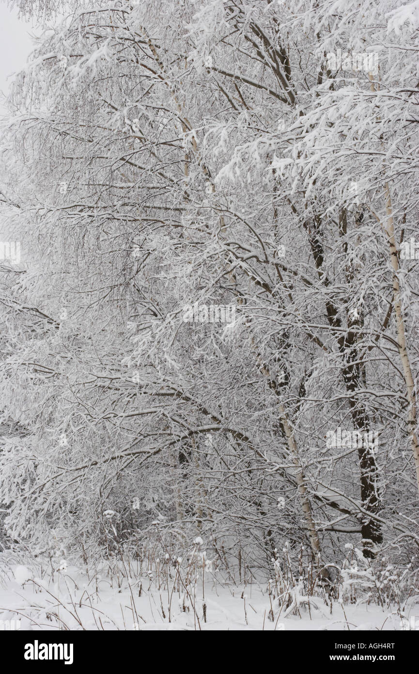 Snow-clad snow-covered forest wood tree and the cloudy sky winter view ...