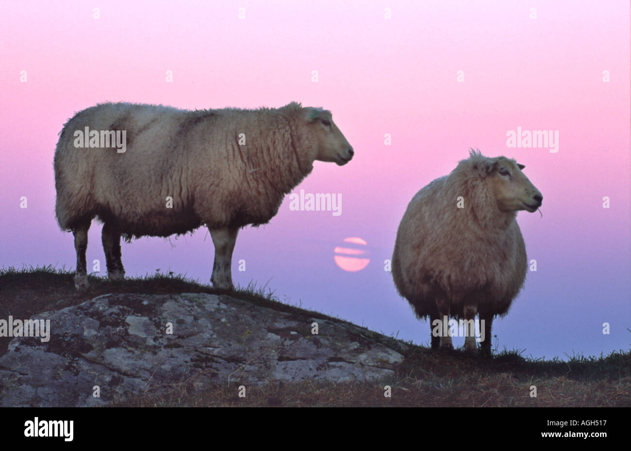 Moon sheep hi-res stock photography and images - Alamy