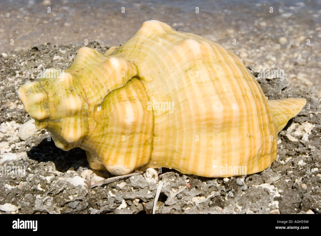 Beautiful pink conch hi-res stock photography and images - Alamy