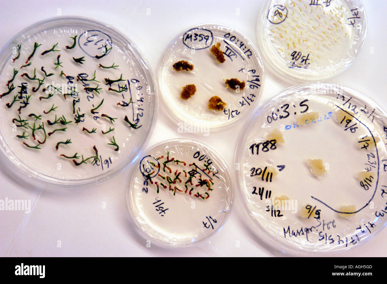 samples containing genetically modified / engineered sprouts of spruce ...
