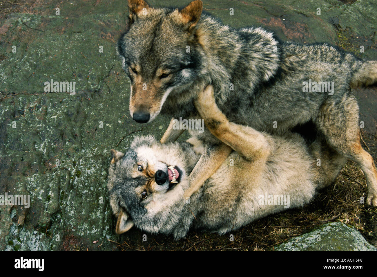 wolves in wild fight, guarding one´s territory, Kolmården Wildlife Park ...