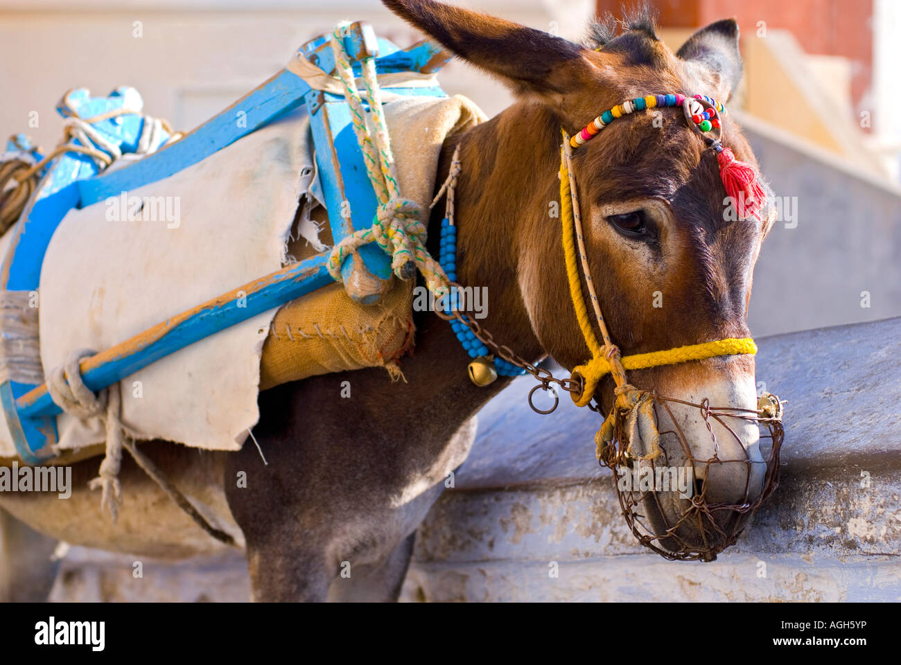 Greek donkey to transport tourists on Santorini island Stock Photo - Alamy