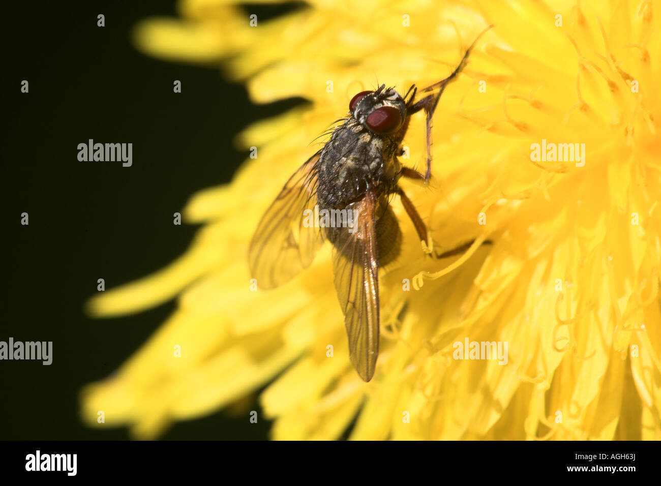 Diptera species hi-res stock photography and images - Alamy
