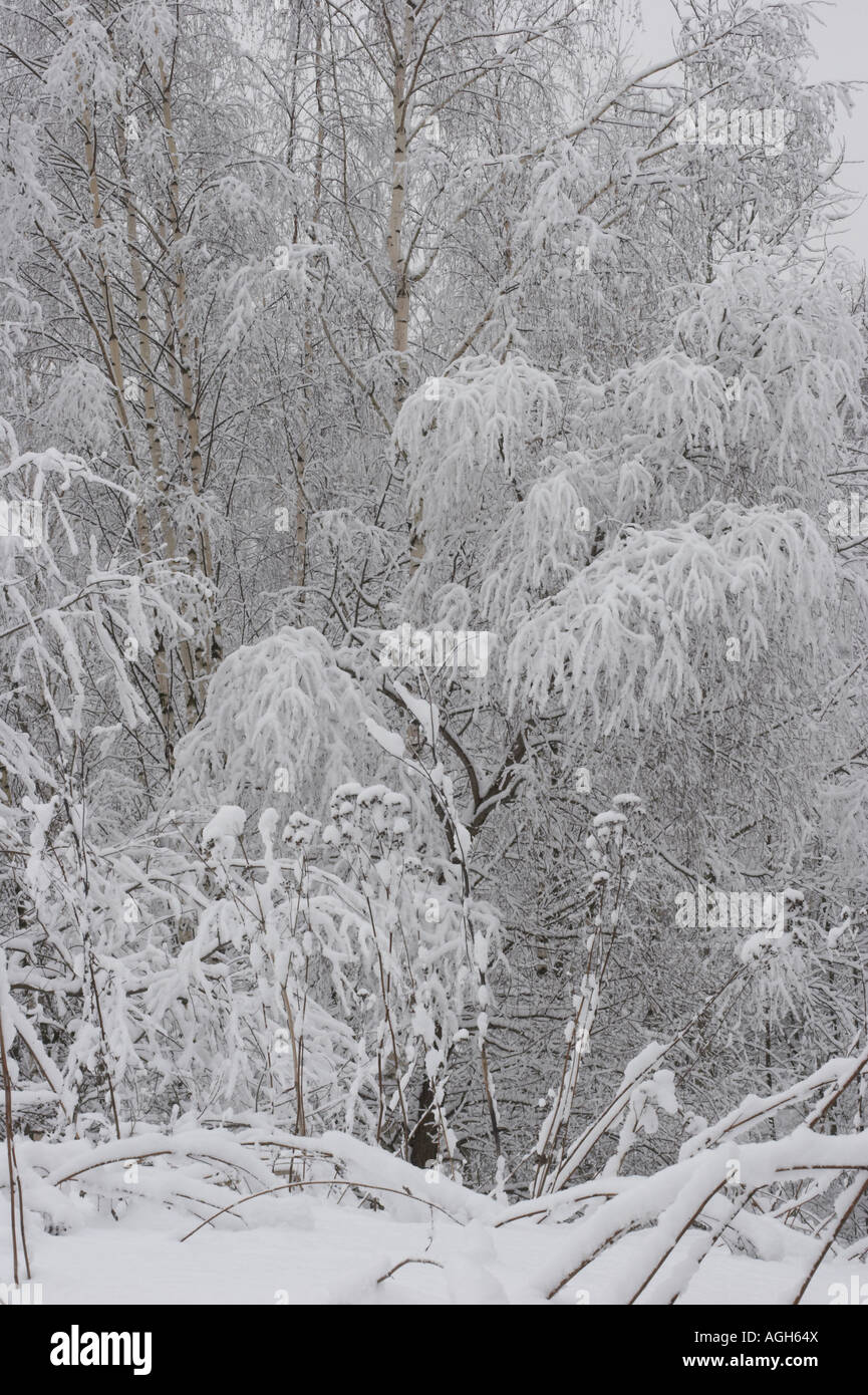 Snow-clad snow-covered forest wood tree and the cloudy sky winter view ...