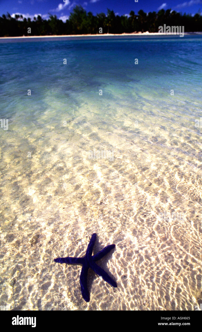 Blue starfish in lagoon Aitutaki Cook Islands Stock Photo - Alamy