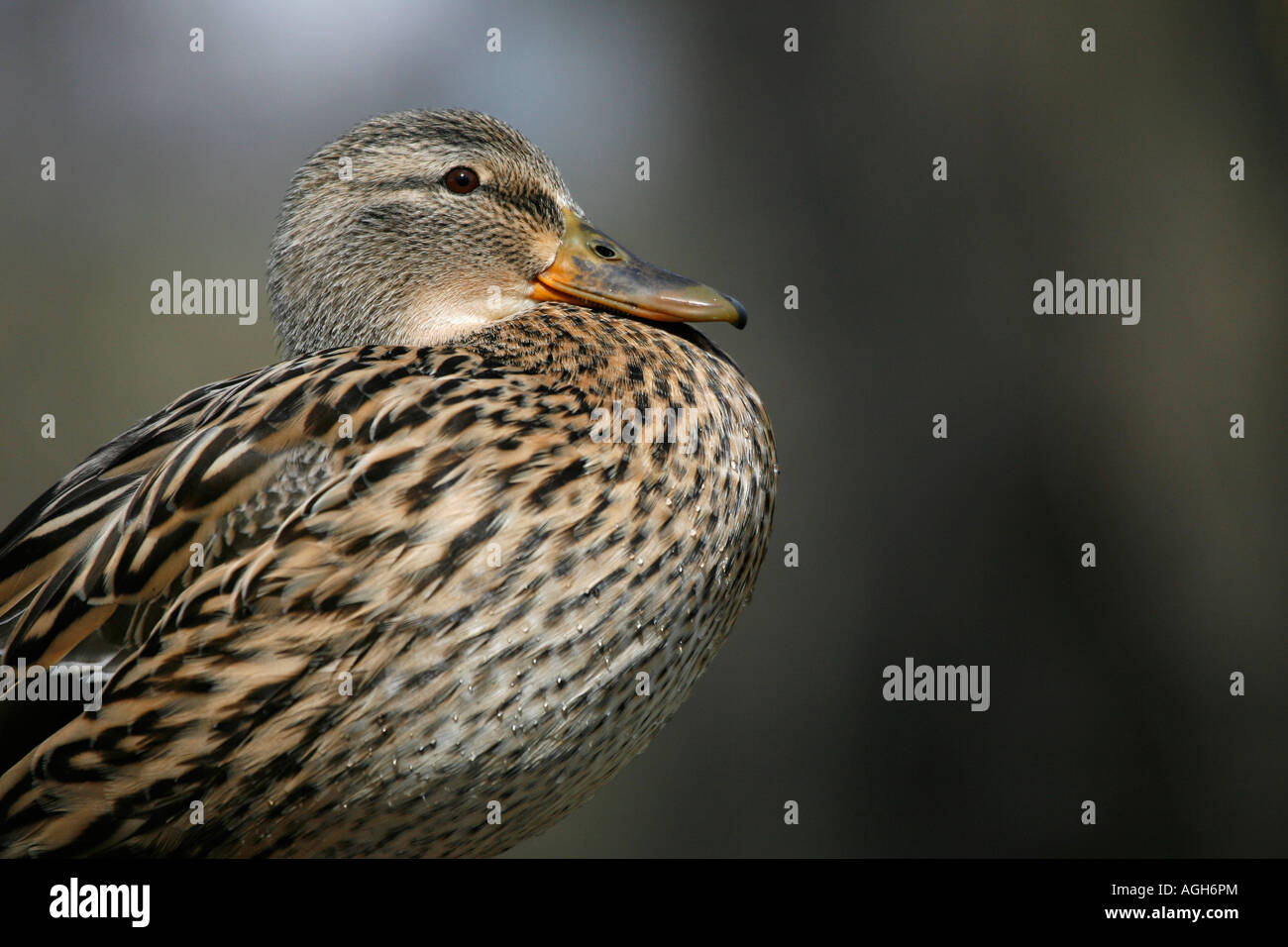Sitting hen mallard duck Stock Photo - Alamy