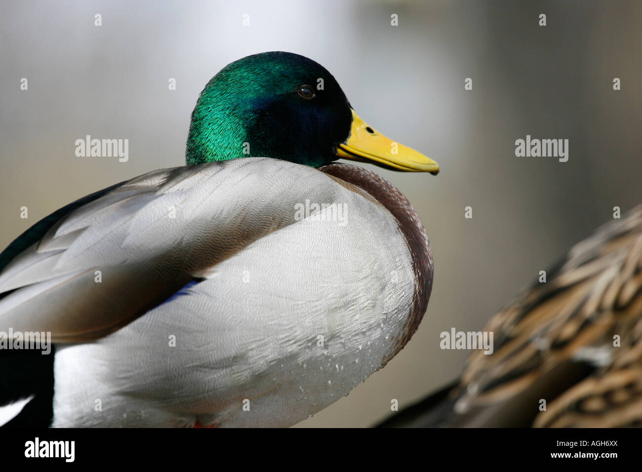 Close up of a drake mallard duck Stock Photo - Alamy