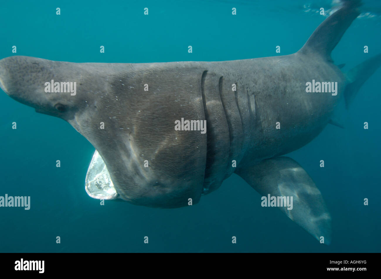 basking shark feeding in the UK Stock Photo - Alamy