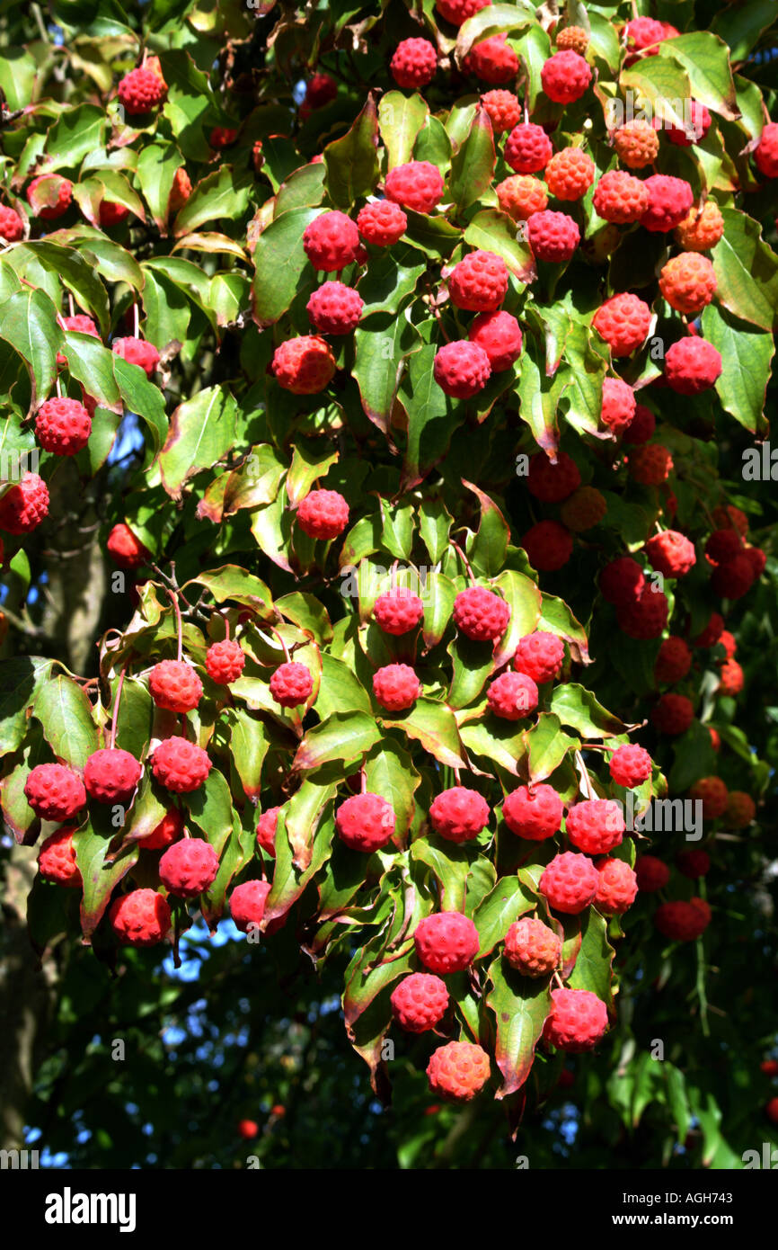 Fruit on Dogwood tree cornus nuttallii Southern England UK Stock Photo ...