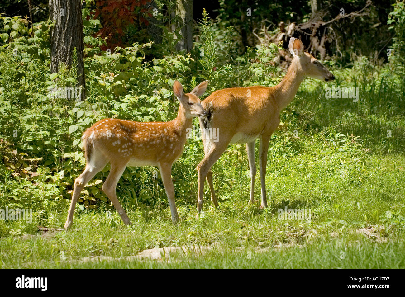 female Whitetail deer with fawn Stock Photo - Alamy