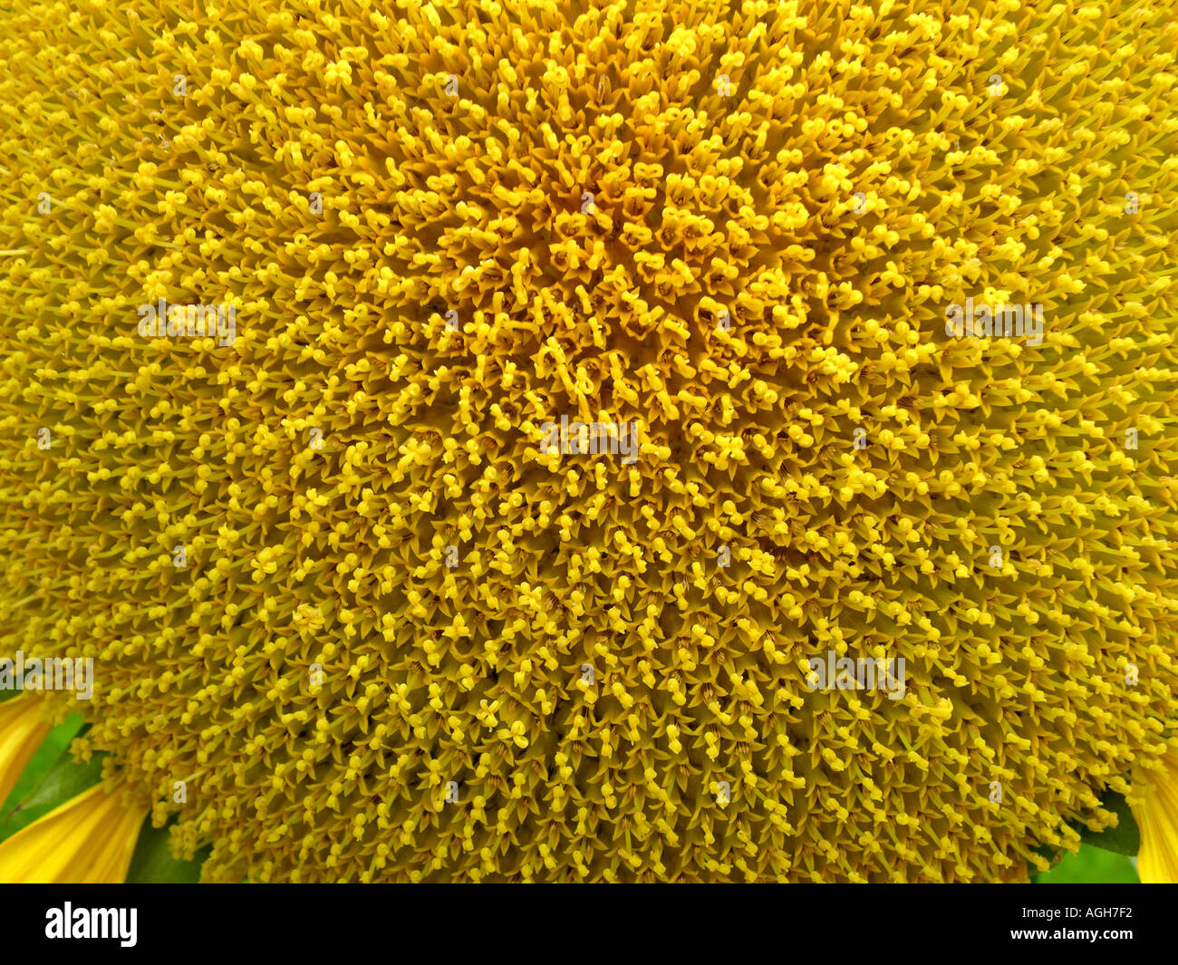 Close up of the pistols and stamens of a yellow flower Stock Photo - Alamy