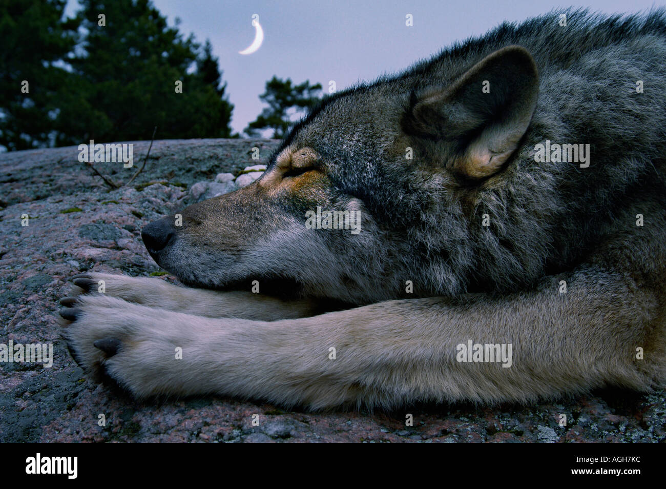 Sleeping wolf hi-res stock photography and images - Alamy