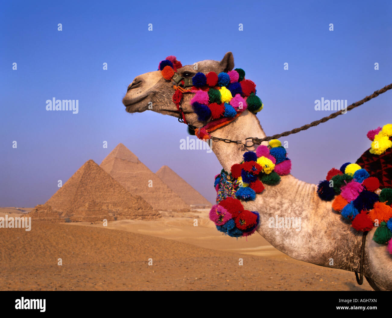 Camel at the pyramids , giza , egypt Stock Photo - Alamy