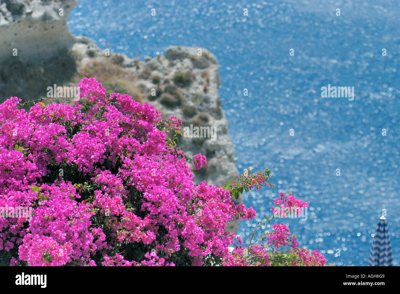 violet flowers and ocean view, village of Oia, Santorini island, Greece ...