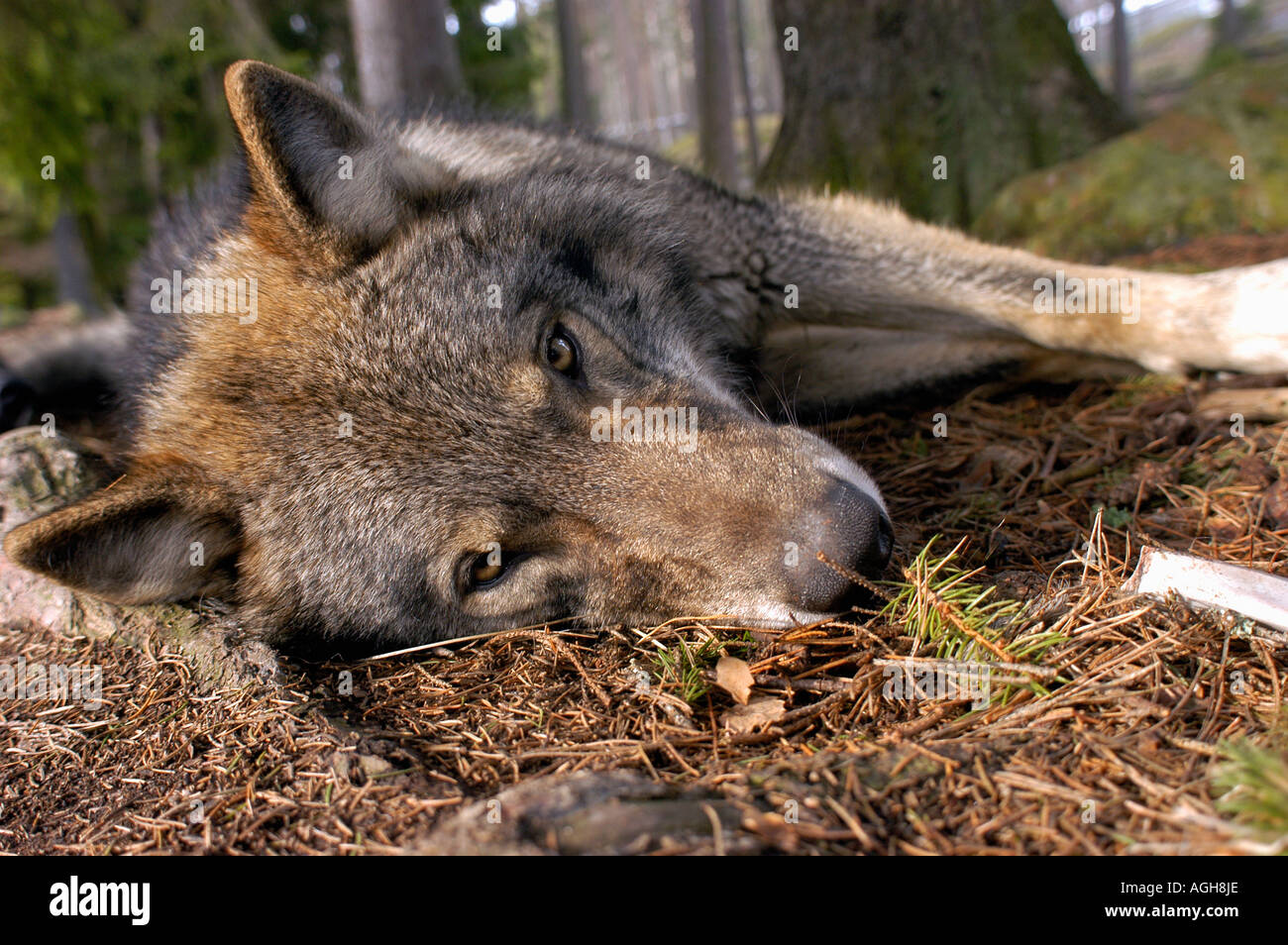 wolf pack taking a nap, Kolmården Wildlife Park, Sweden Stock Photo - Alamy