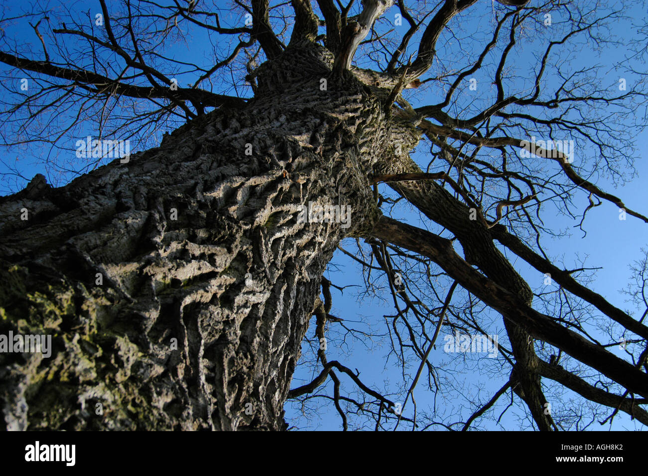 bark on old oak tree, Sweden Stock Photo - Alamy