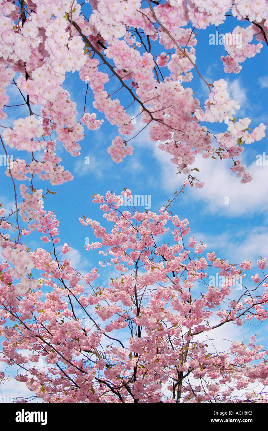 cherry trees in blossom, Stockholm, Sweden Stock Photo - Alamy