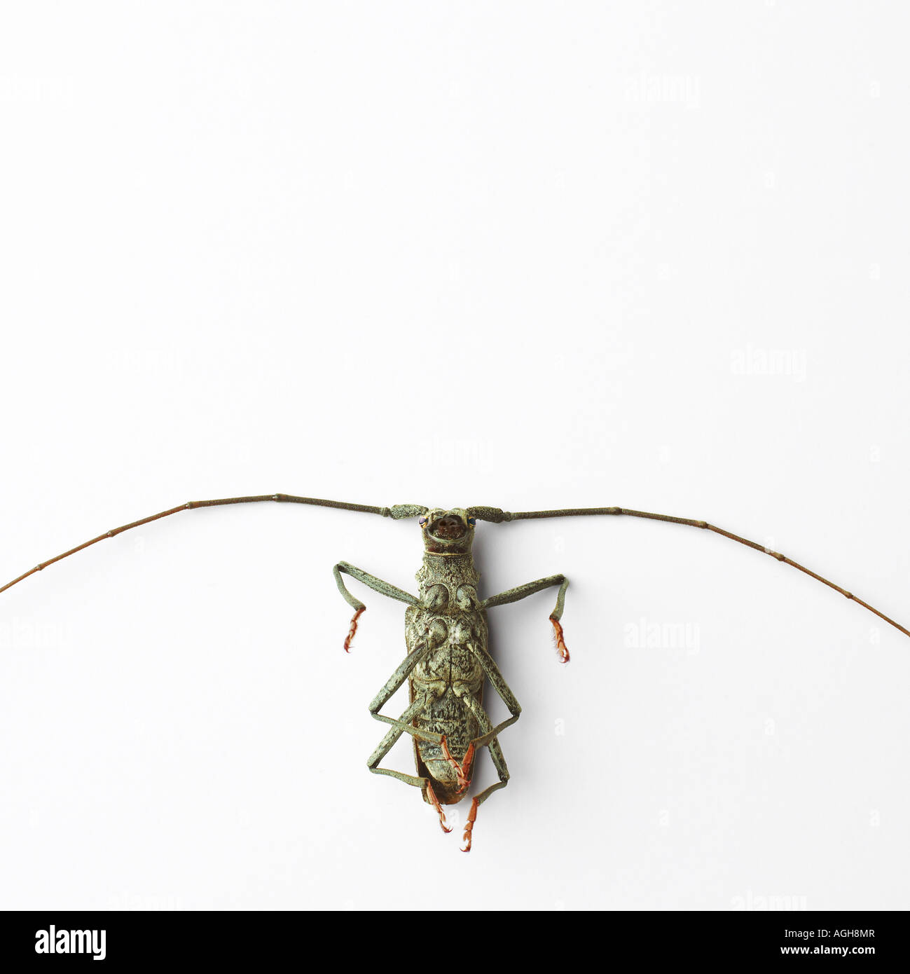 Green bug insect close up Cut Out Stock Images & Pictures - Alamy