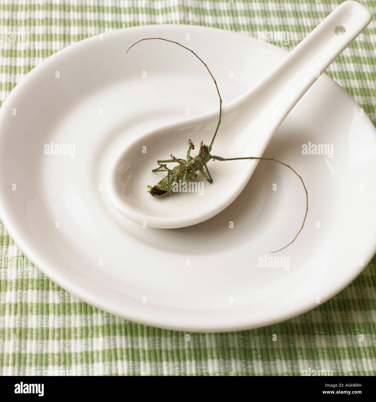 Image of insect beetle in the spoon Stock Photo - Alamy