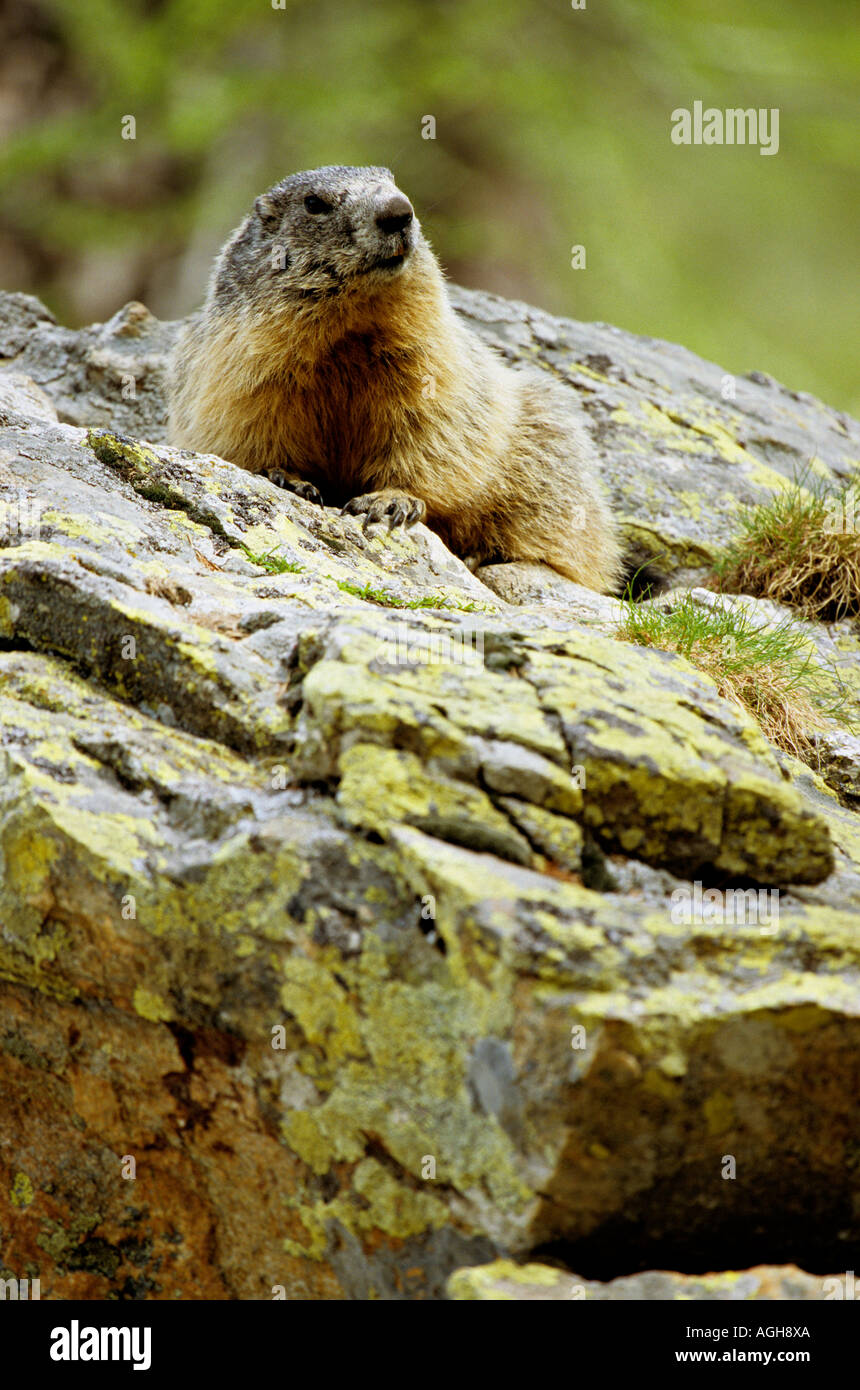 Alpine marmot Marmota marmota Stock Photo - Alamy