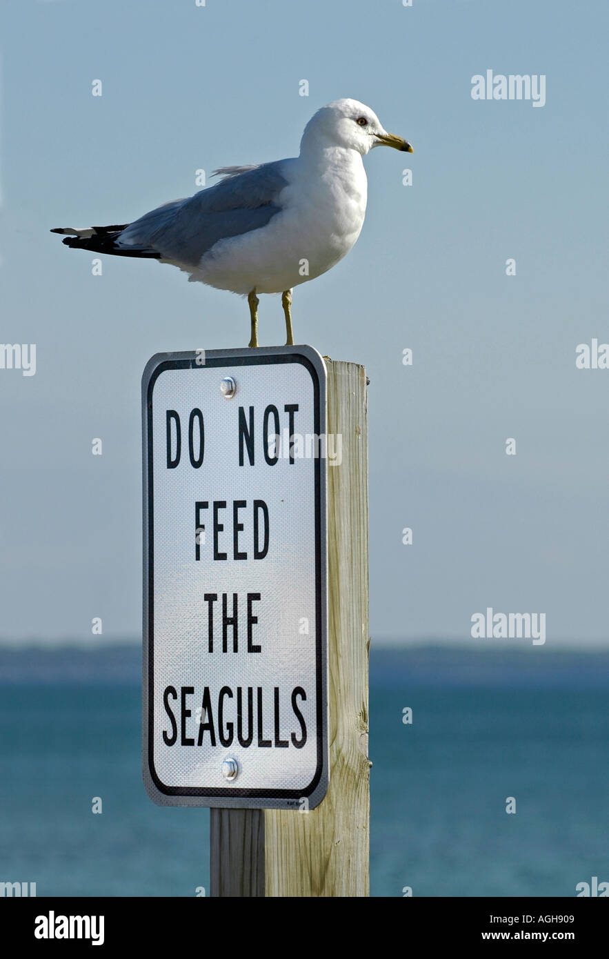 Seagull sit atop a sign reading do not fee the seagulls Stock Photo - Alamy