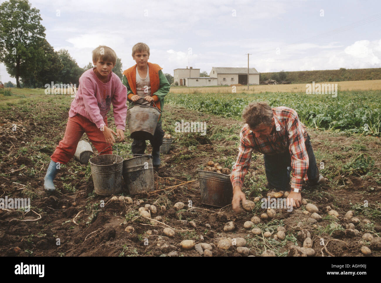Farmer and his sons harvesting potatoes, Poland Stock Photo - Alamy