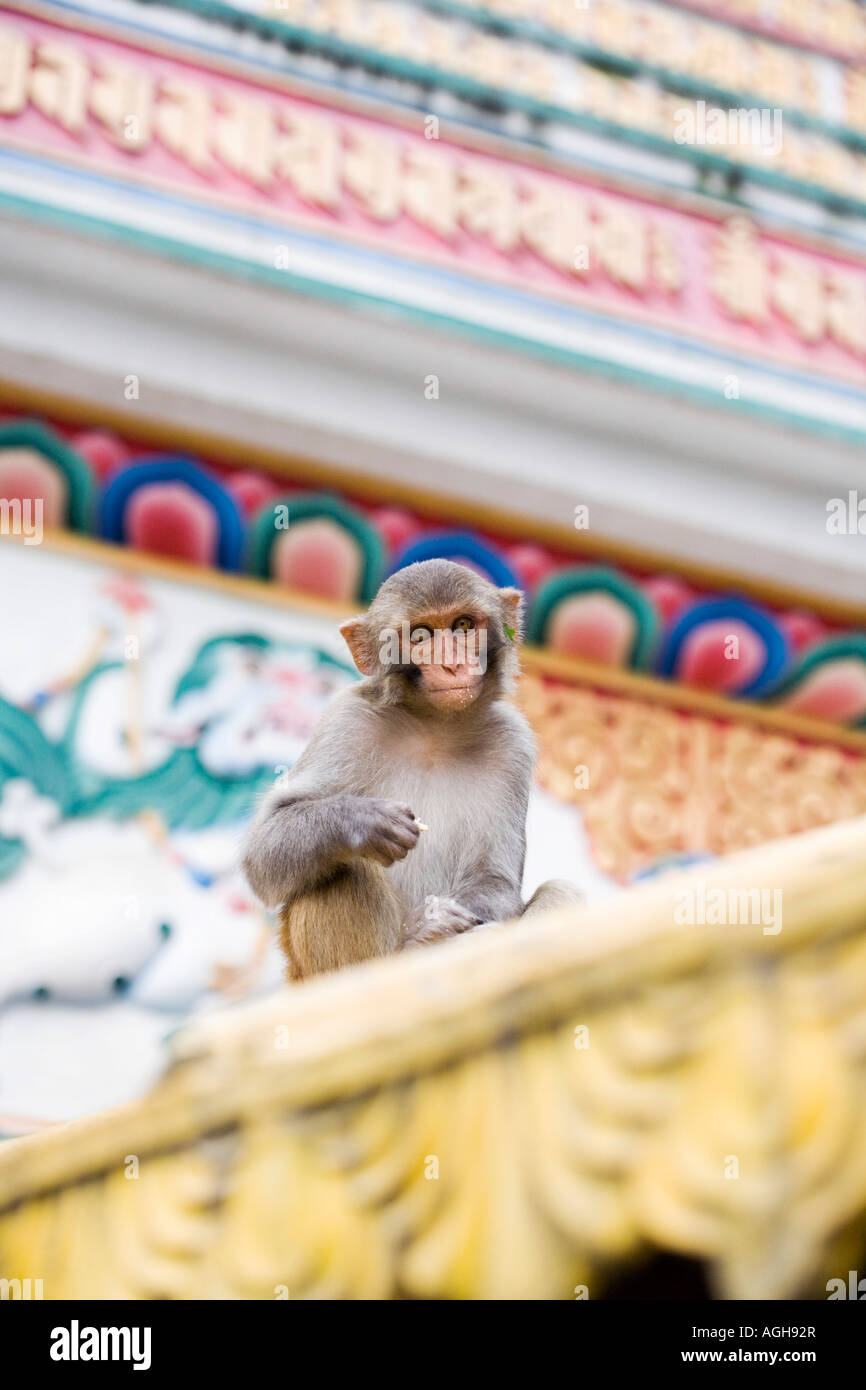 Macaque monkey in front of tibetan buddhist snow lion statue relief ...