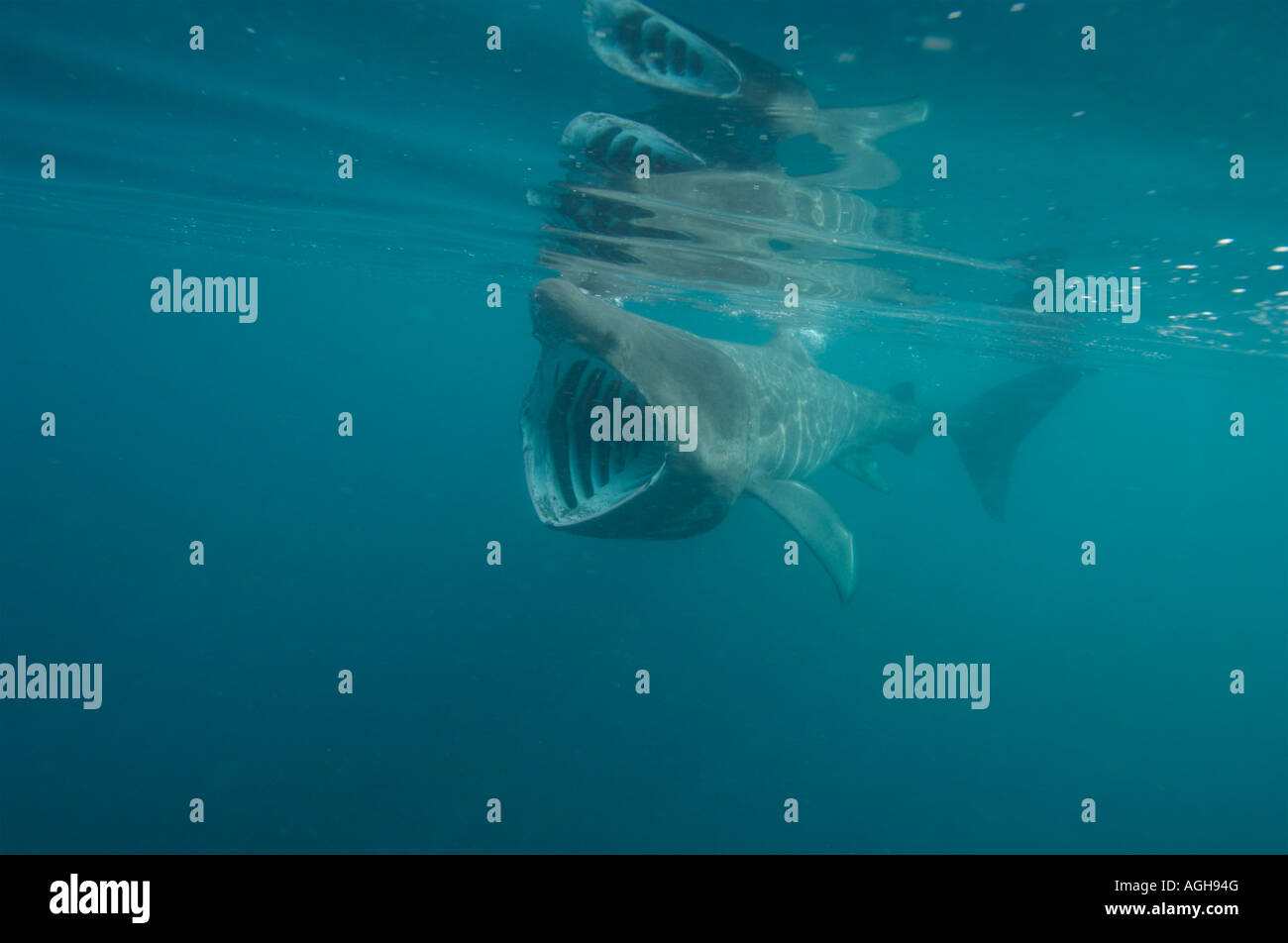 basking shark feeding in the UK Stock Photo - Alamy