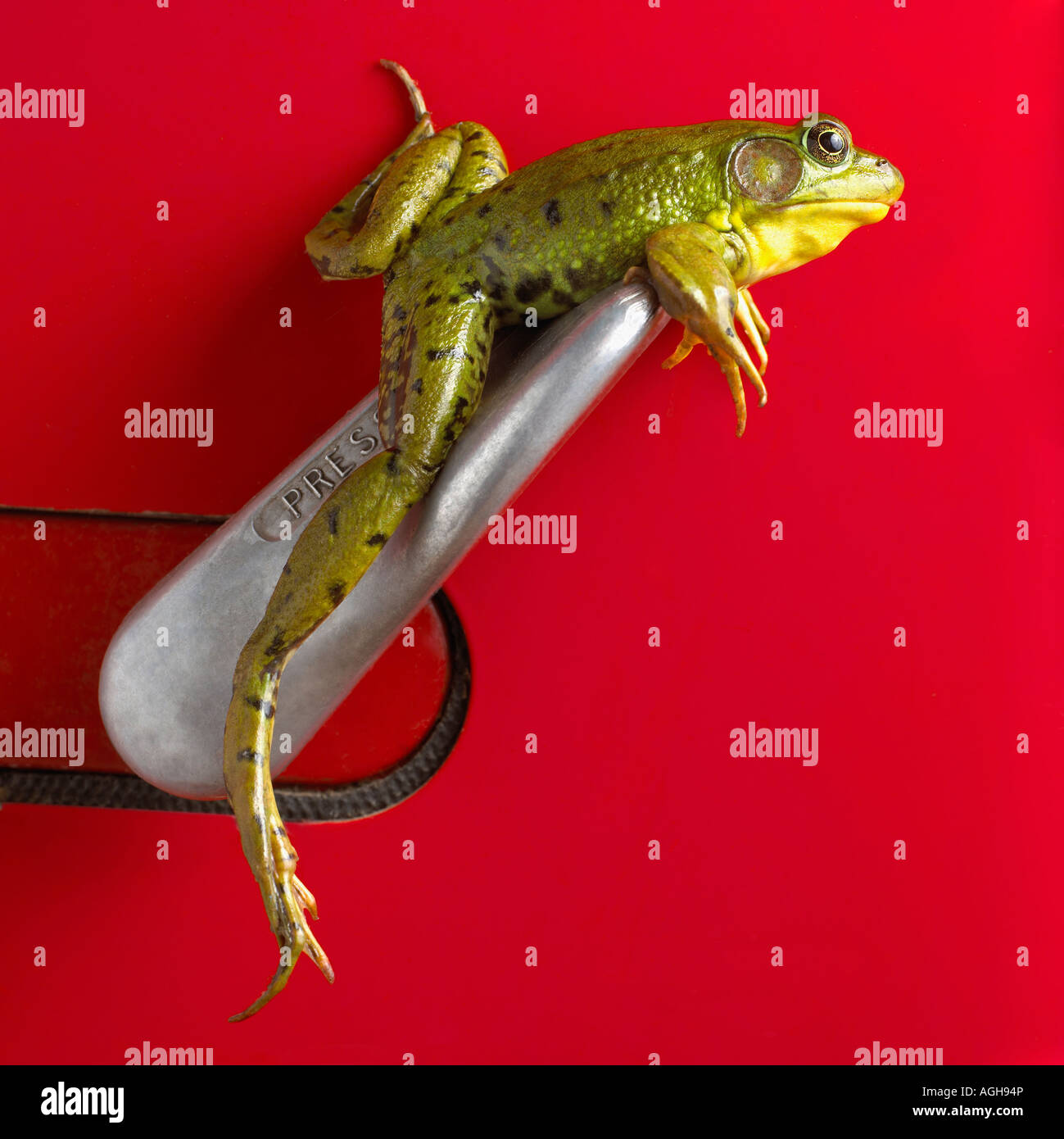 Image of the frog balancing on the press marked handle Stock Photo - Alamy