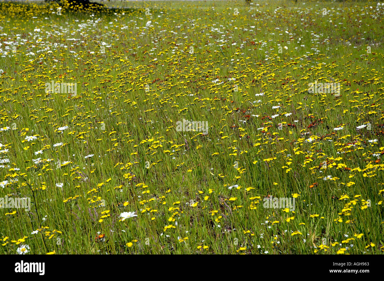 Wild flowers at Monocle Lake Campground in Hiawatha National Forest in ...