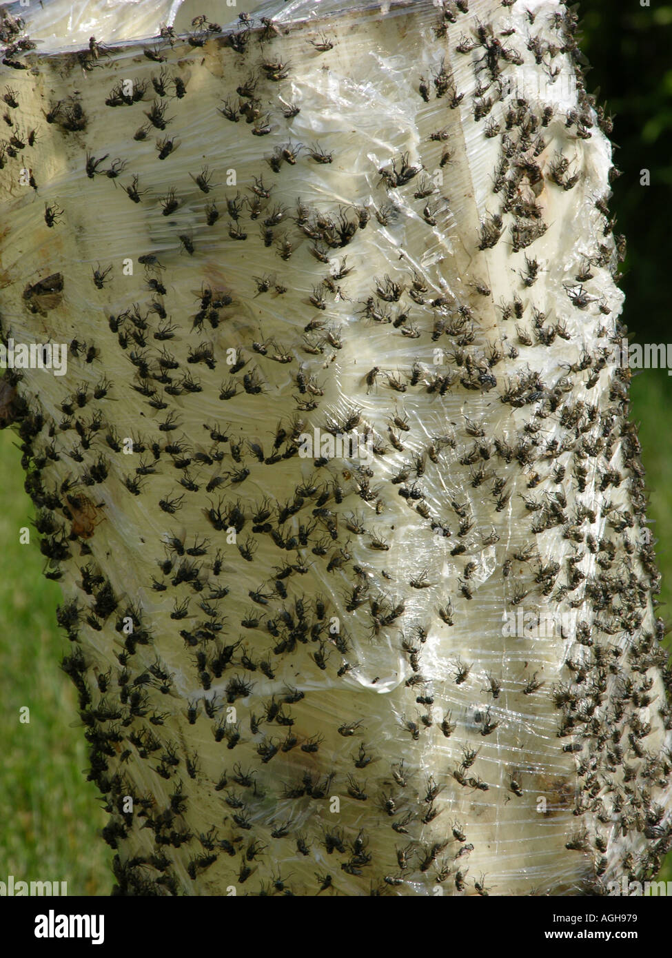 Sticky fly traps are used outside to help stop flies from attacking ...