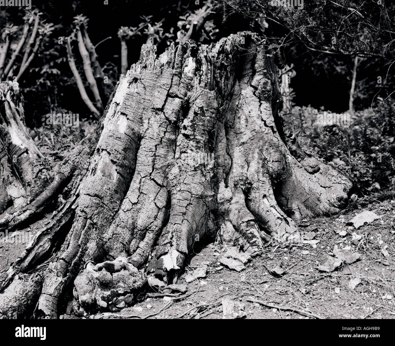 Creeping roots hi-res stock photography and images - Alamy