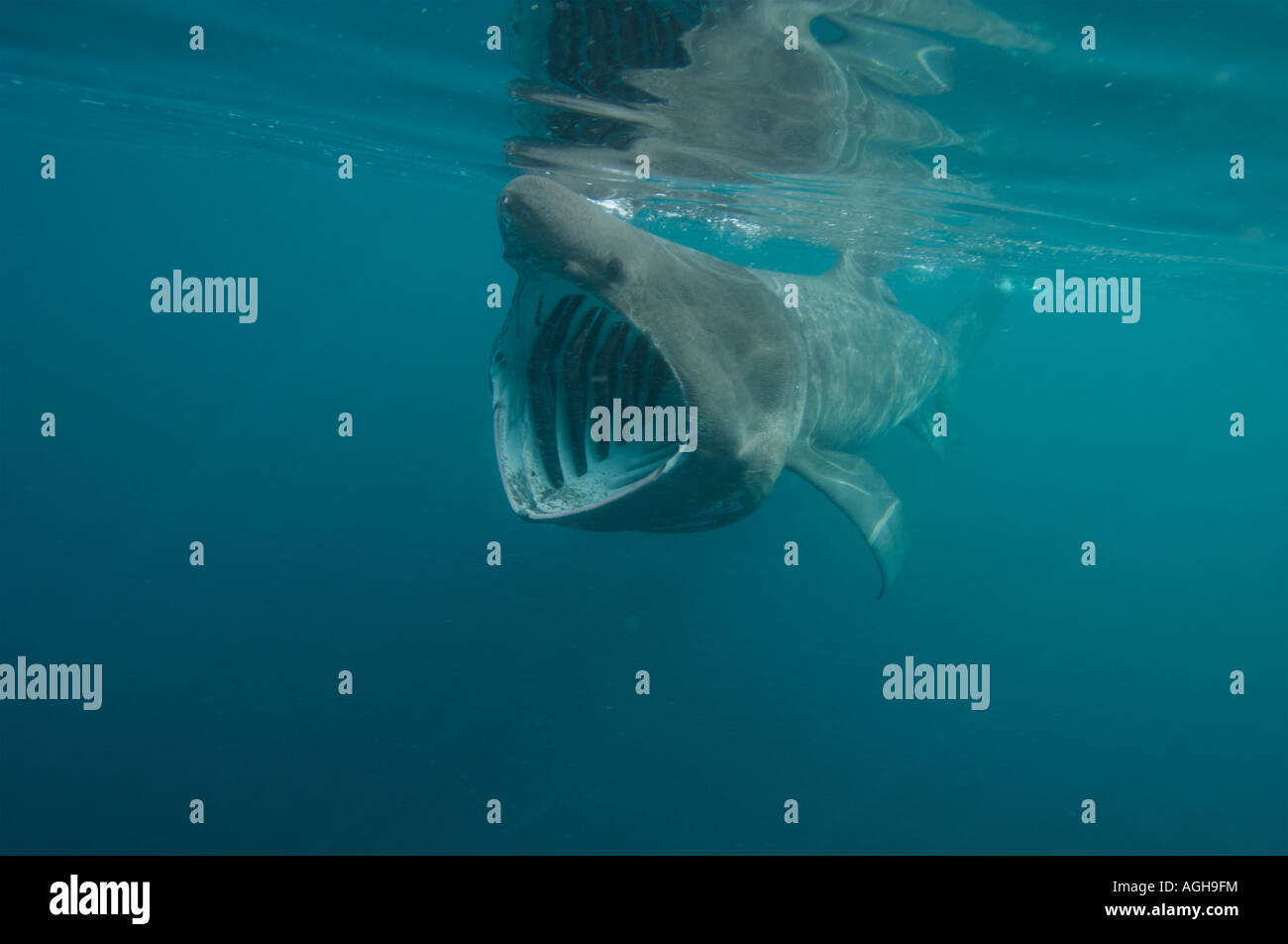 Basking shark gill rakers hi-res stock photography and images - Alamy