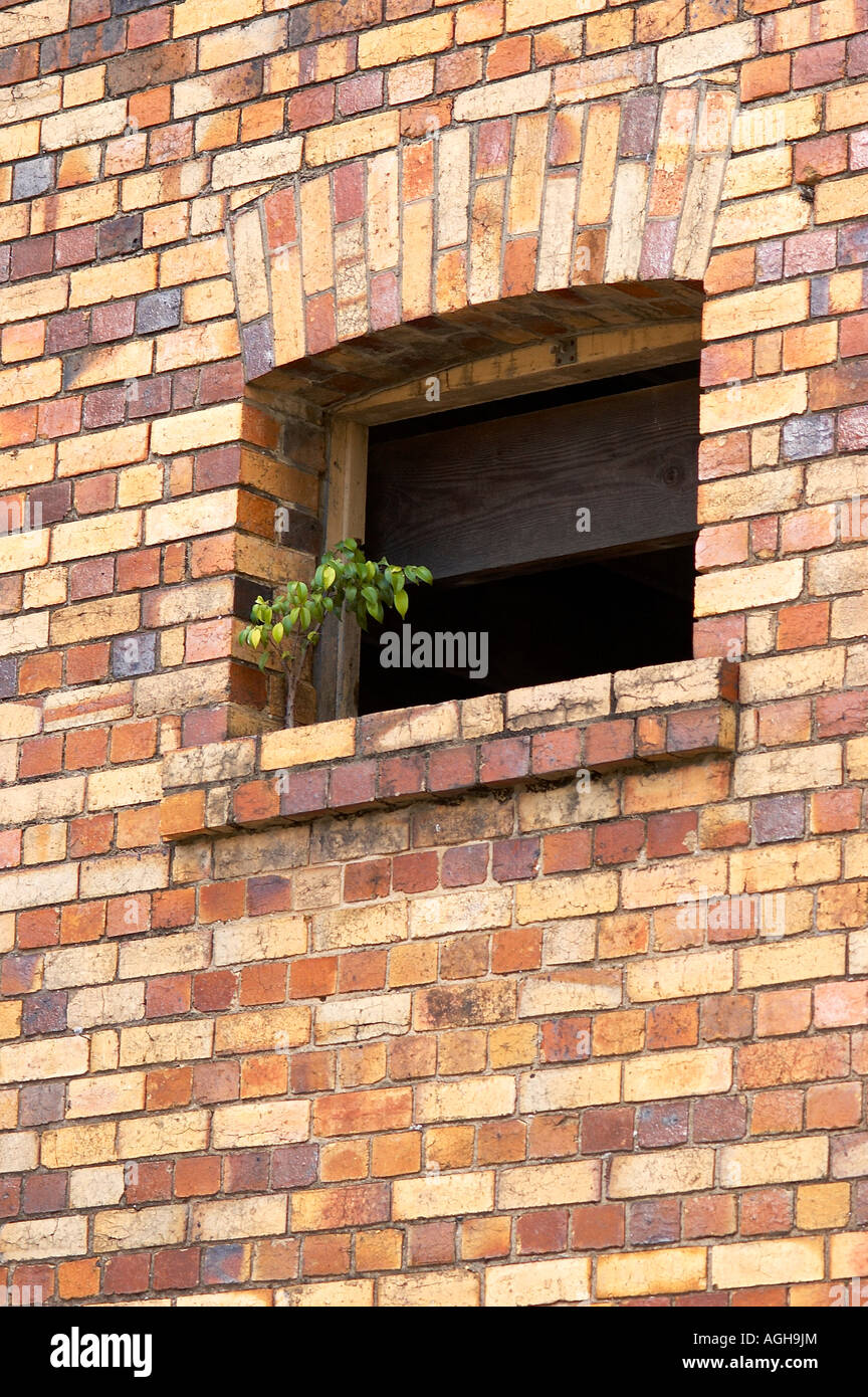 Tree growing out of brick work in window of building Stock Photo - Alamy
