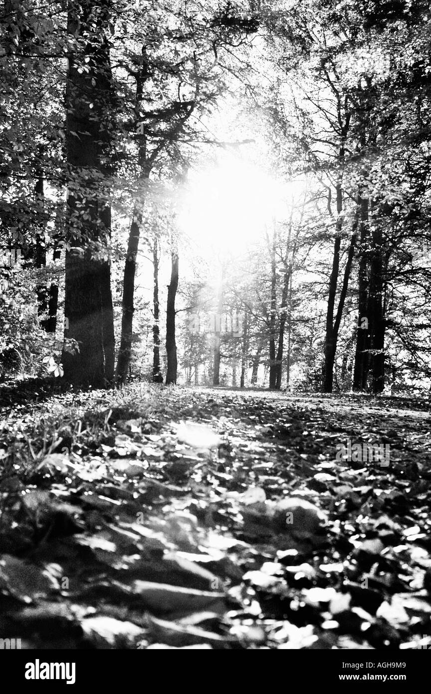 Fall season Black and White Stock Photos & Images - Alamy