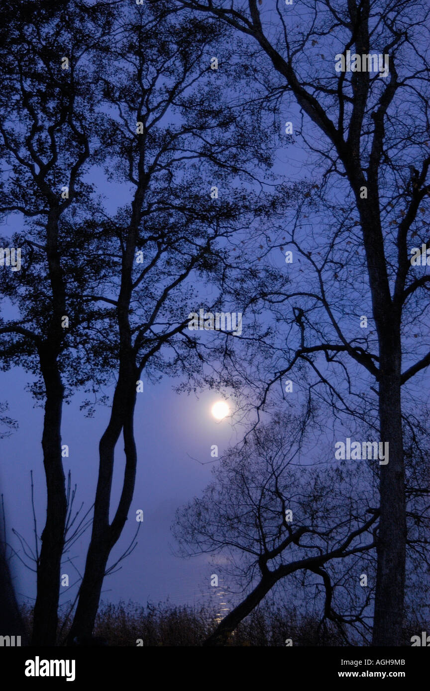 full moon over lake and forest during fog, Sweden Stock Photo - Alamy