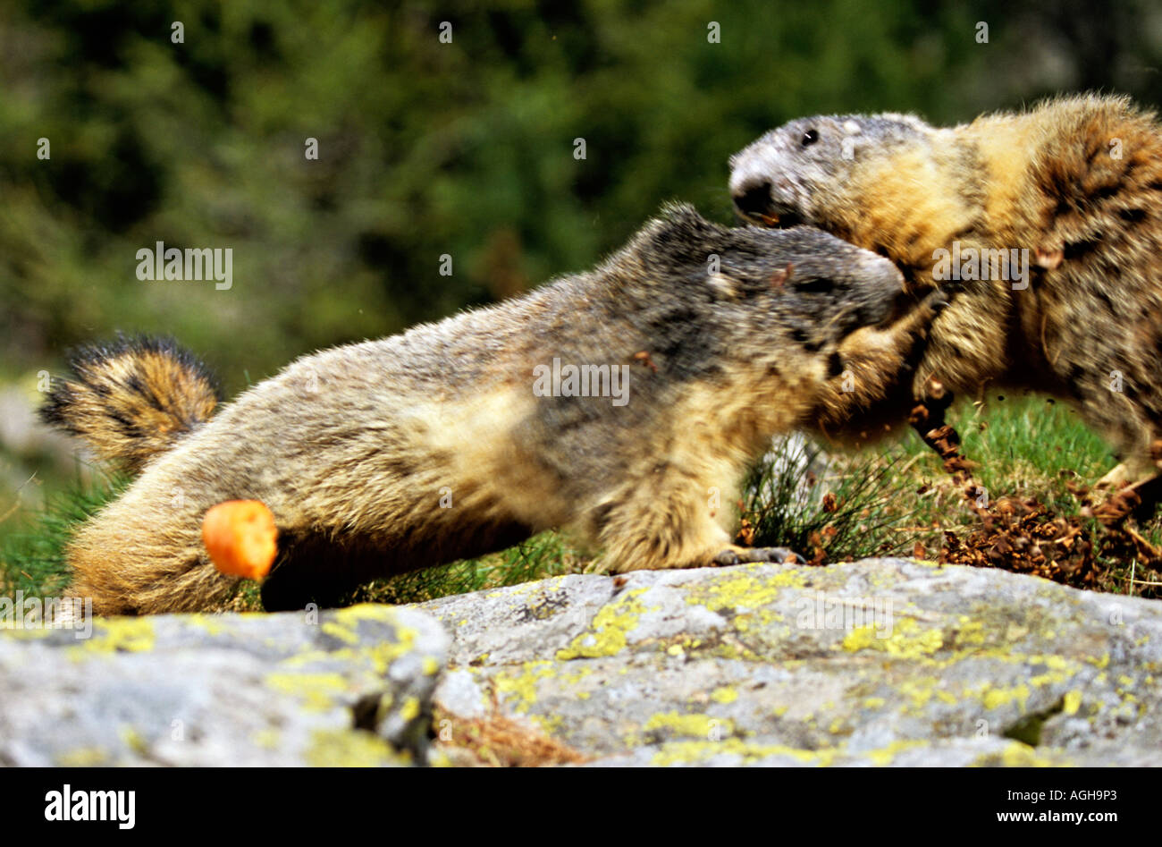 Alpine marmot Marmota marmota Stock Photo - Alamy