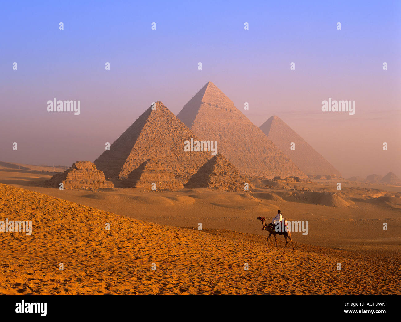 Camel at the pyramids , giza , egypt Stock Photo - Alamy