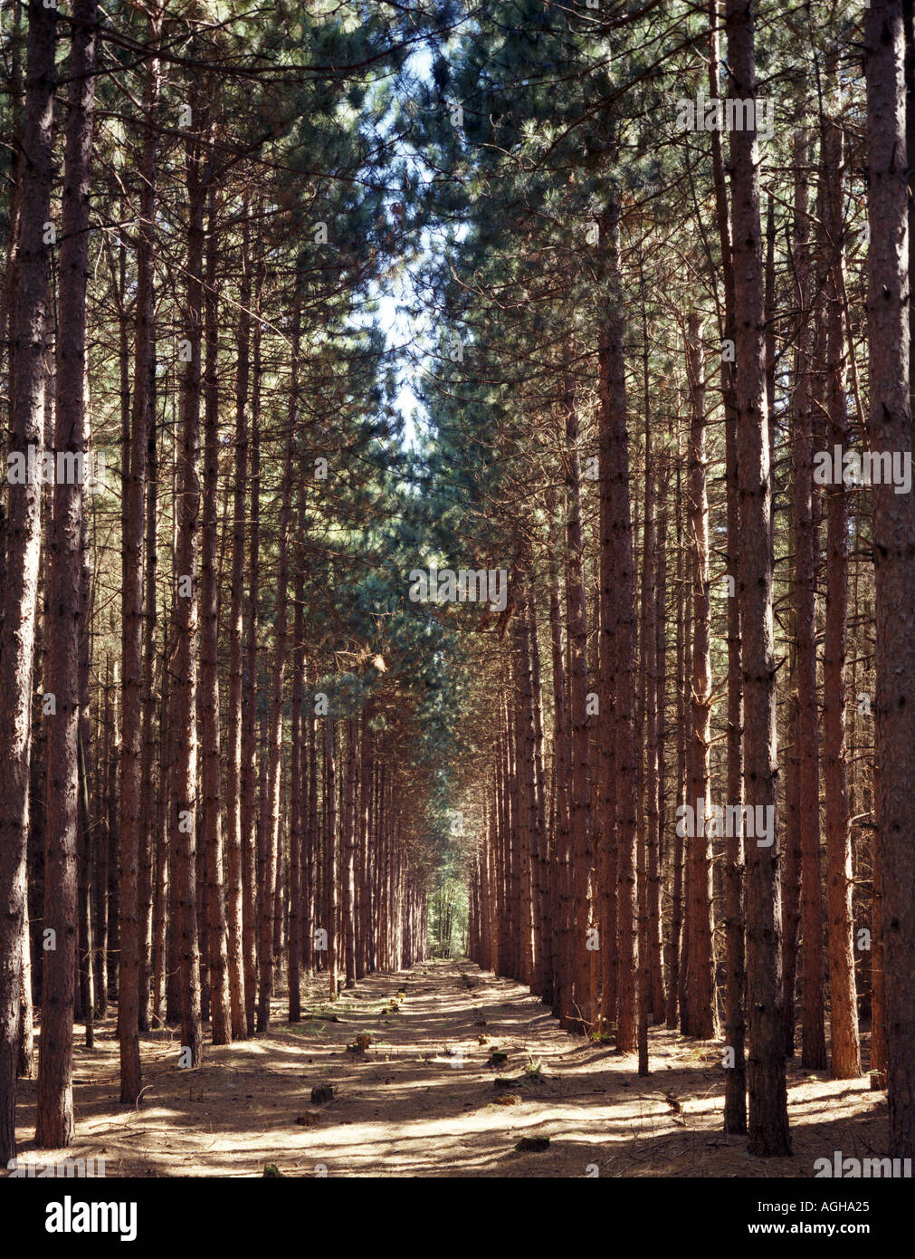 Stand of Pine trees in Southern Ontario Canada Stock Photo - Alamy