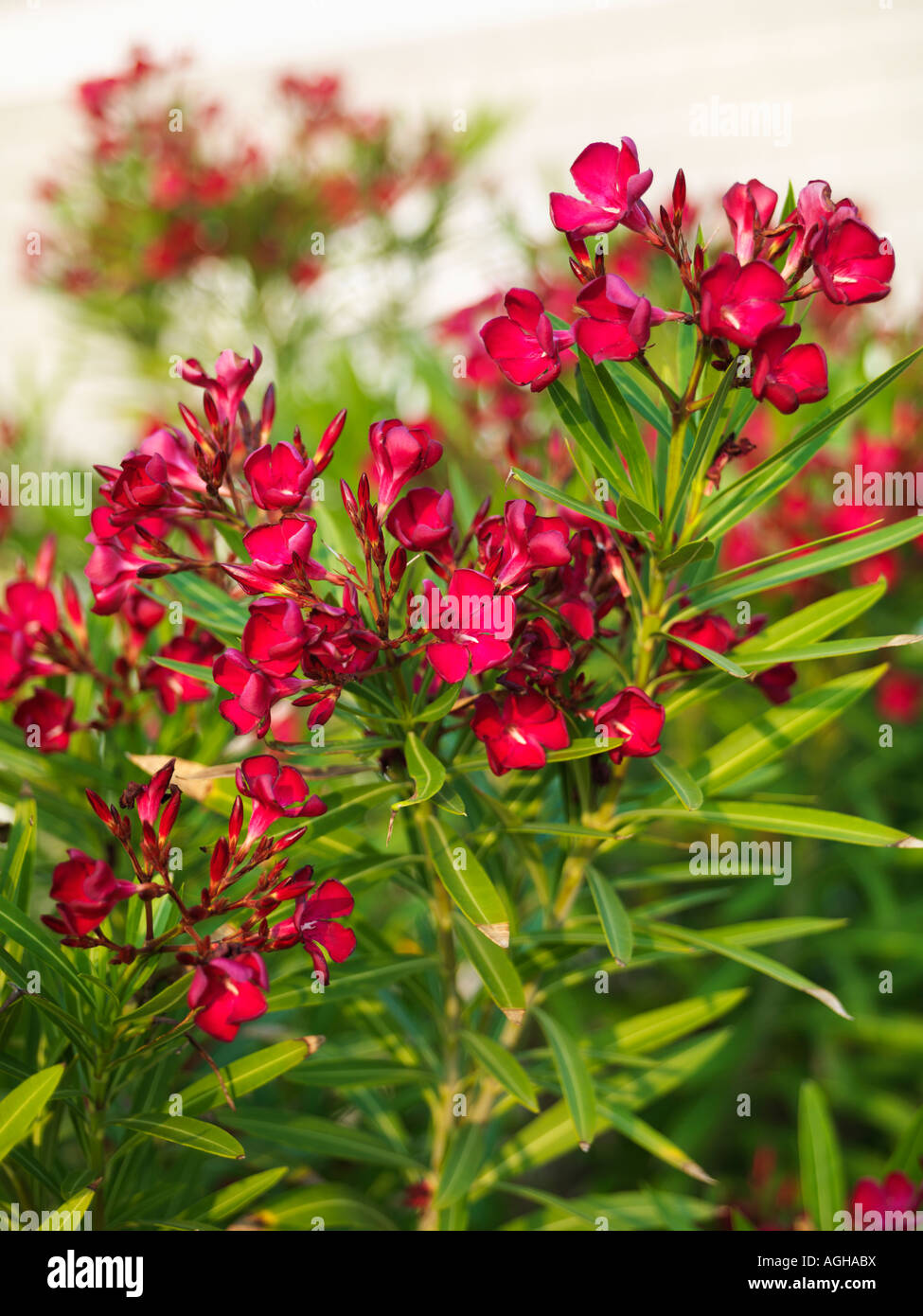 Red flowering oleander bush Stock Photo - Alamy