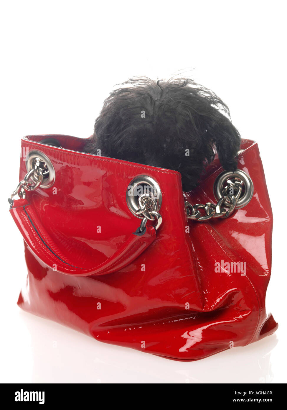 Puppy in Handbag Stock Photo - Alamy
