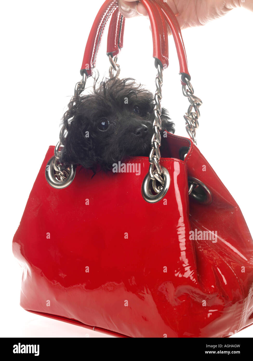 Puppy in Handbag Stock Photo - Alamy